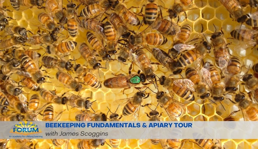 Beekeeping Fundamentals and Apiary Tour - Chesapeake Forum